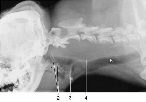 THE PARANASAL SINUSES: The sinus system of the dog is poorly developed ...