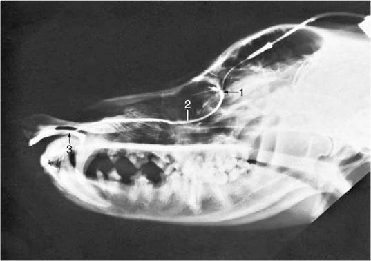 THE PARANASAL SINUSES: The sinus system of the dog is poorly developed ...